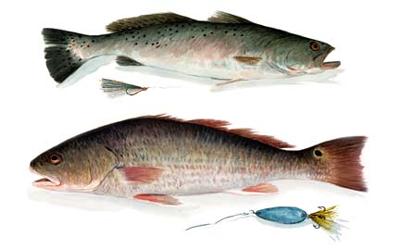 Redfish Speckled Trout Art