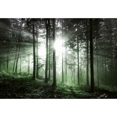 Sun Rays Wall Mural Wallpaper