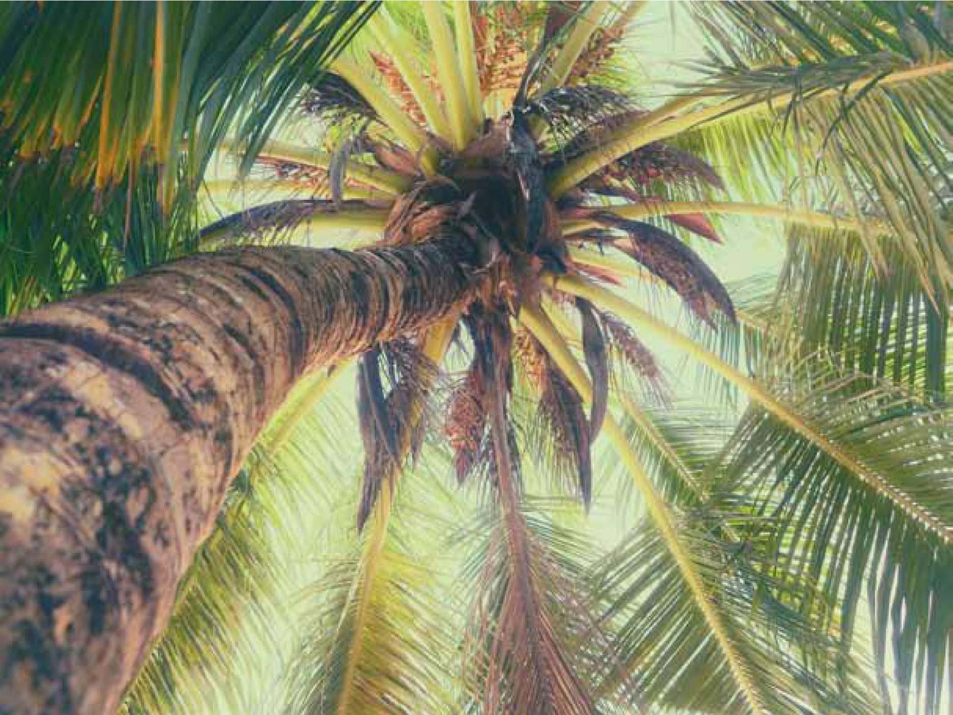 Brewster Wallcovering La Palmera Green Vertical Palm View Wallpaper